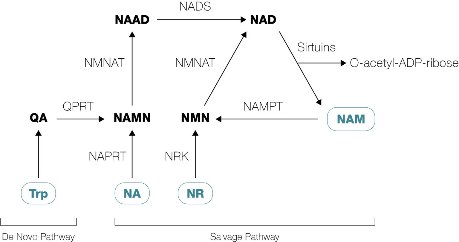 What is NAD+? | Why Is It Important? | NMN.com