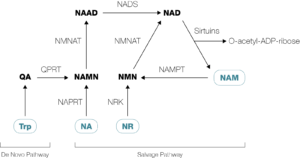 What is NAD+? | Why Is It Important? | NMN.com