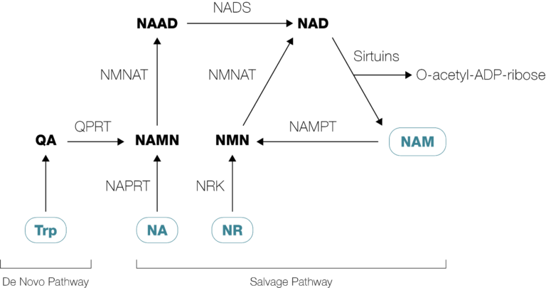 What is NAD+? | Why Is It Important? | NMN.com