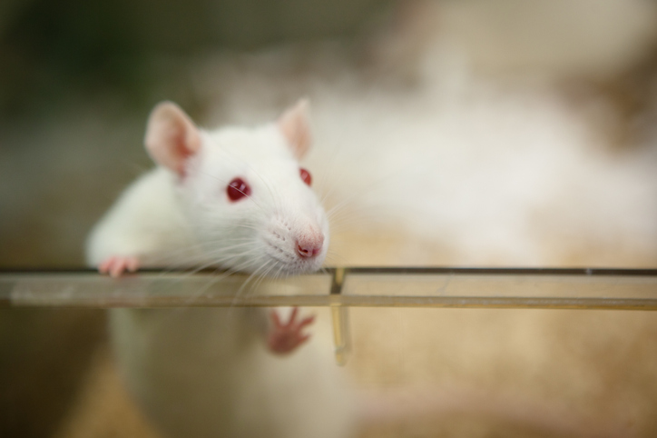 An Injection of “New Blood” Rejuvenates Older Rats