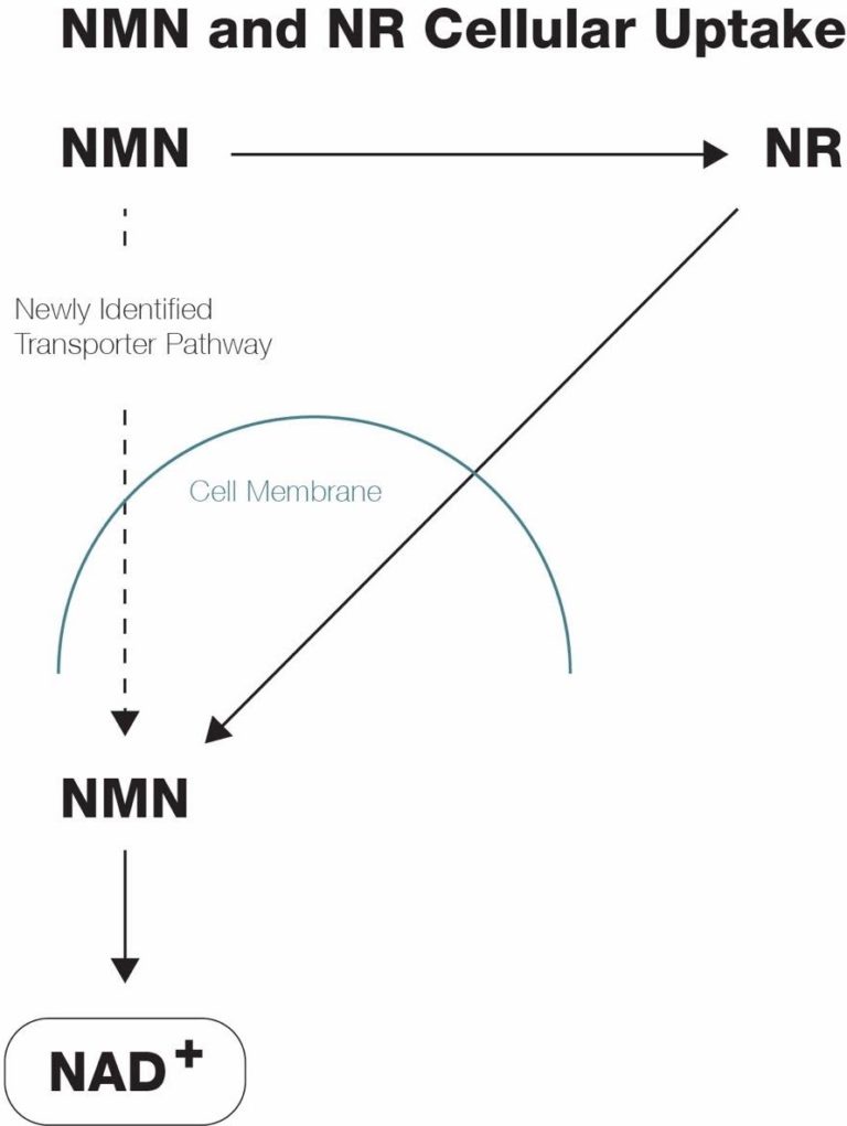 Nmn Vs Nr Examine The Data And Differentiate Between Them