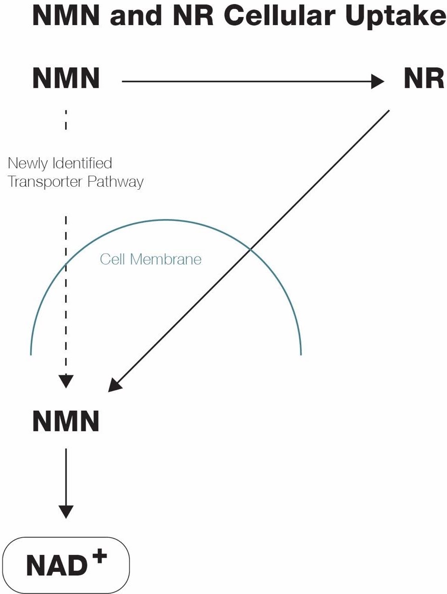 NMN vs NR | Examine the Data & Differentiate Between Them