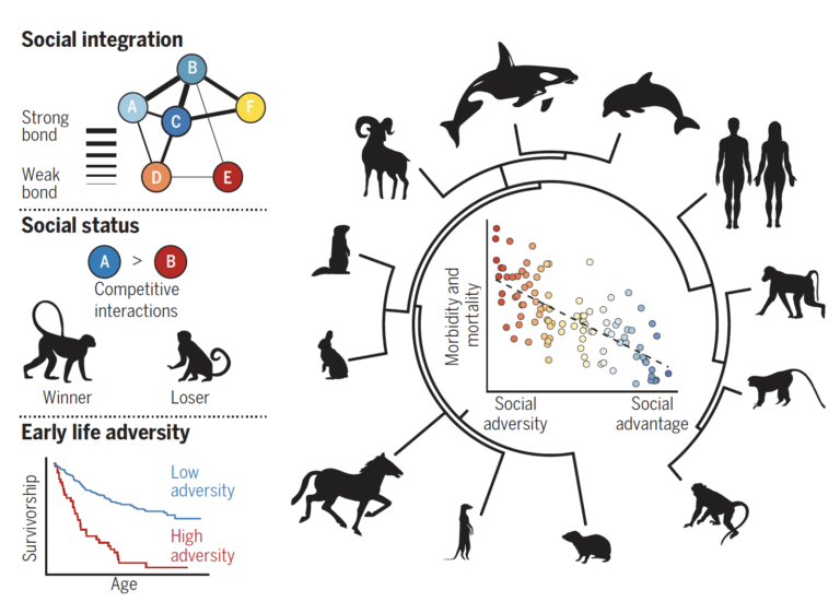 Socializing is Crucial for Both Humans and Animals to Live a Long and ...