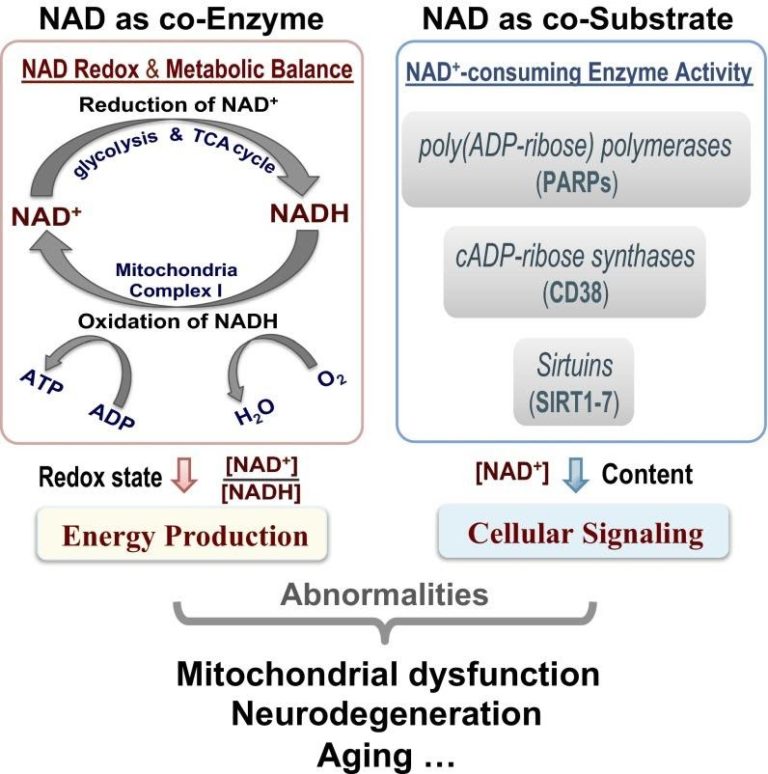 Tracking NAD+ Levels: From the Brain to Blood