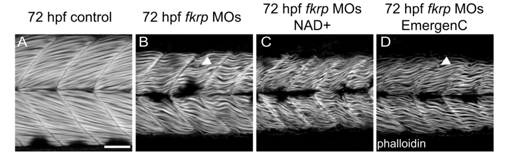 Diseased Zebrafish Improve Muscle Development