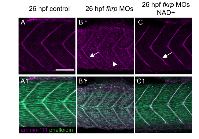 Diseased Zebrafish Improve Muscle Development