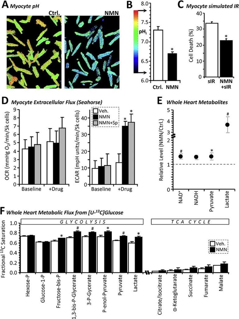 Protecting the Heart via NMN in Mice