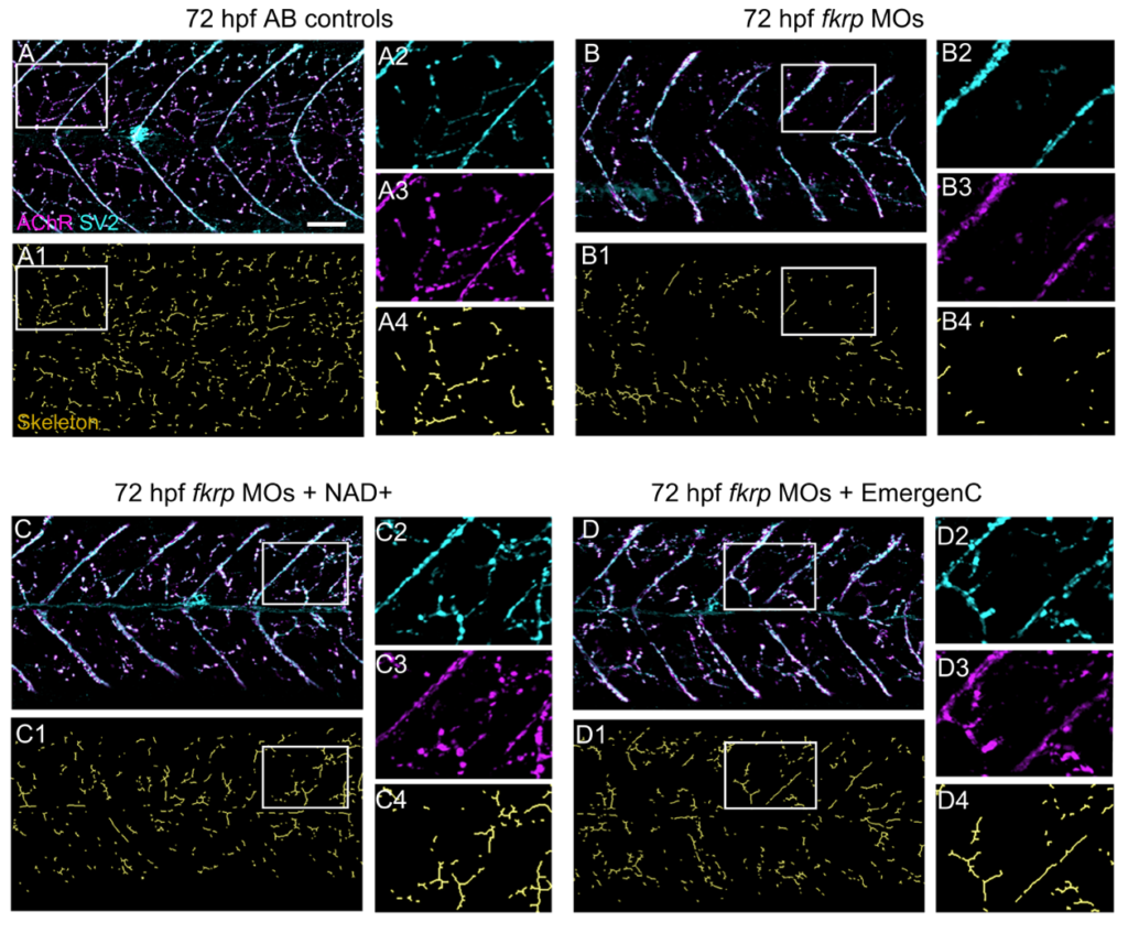 Diseased Zebrafish Improve Muscle Development