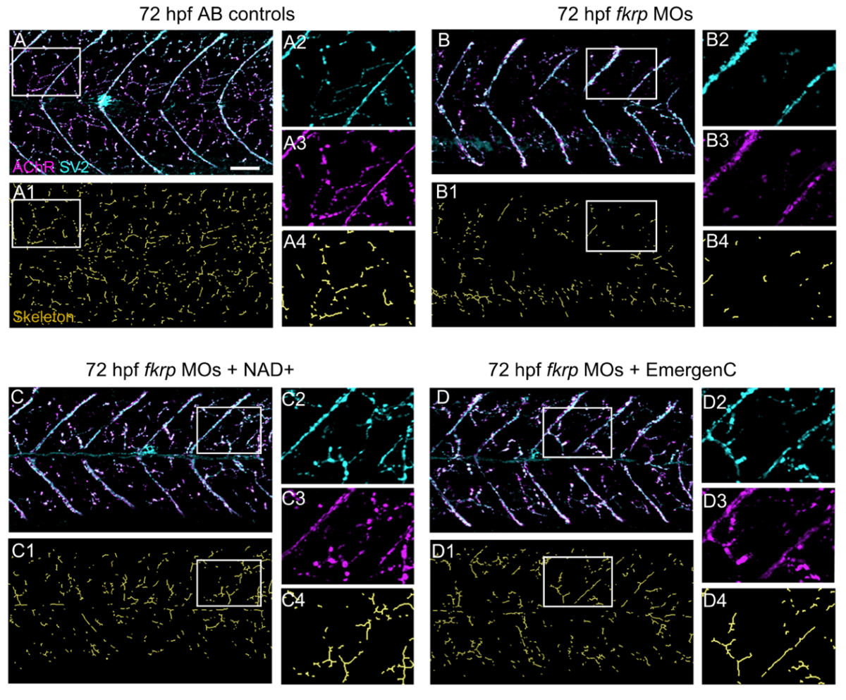 Diseased Zebrafish Improve Muscle Development