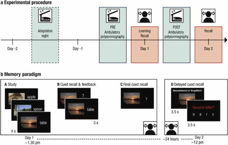 Brain Structure Changes, Memory Quality, and Memory Storage in Aging