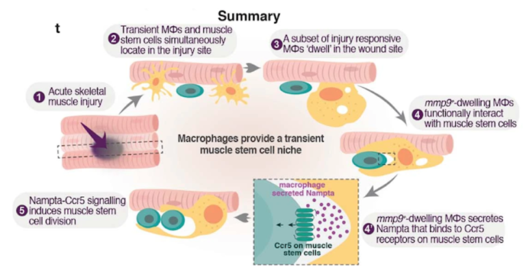 Hydrogel Laced With Immune Cell Secretion Enhances Muscle Regeneration