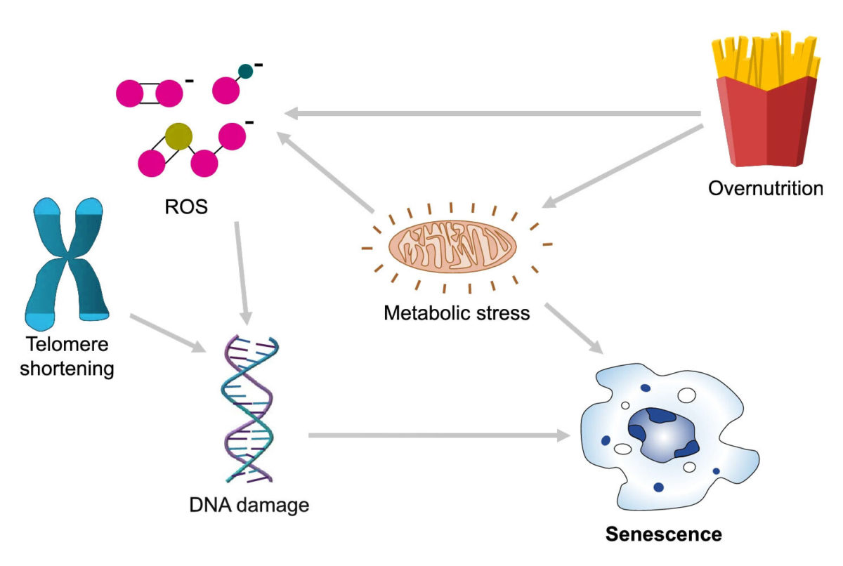 Senescent Cells Explained - NMN