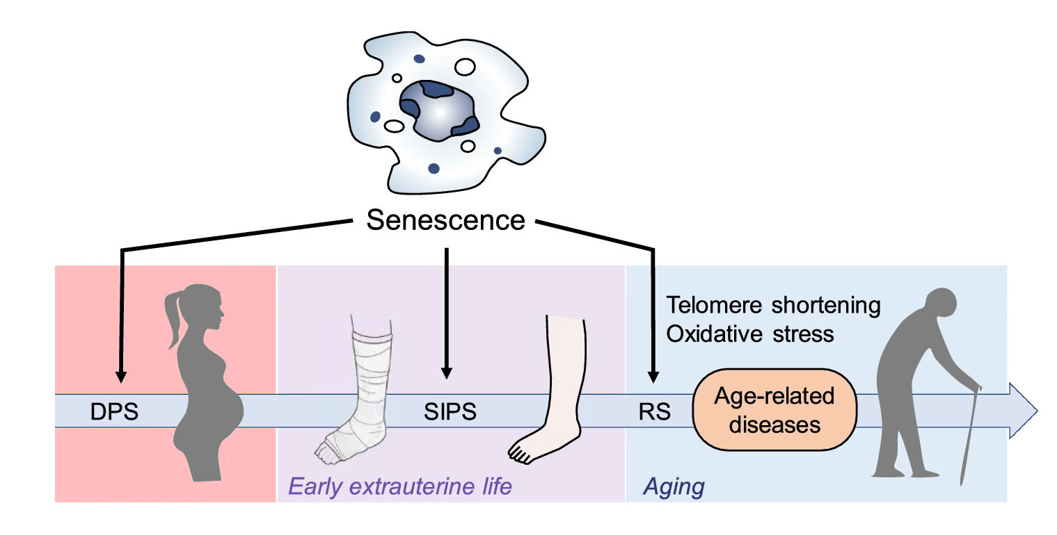 Senescent Cells Explained - NMN