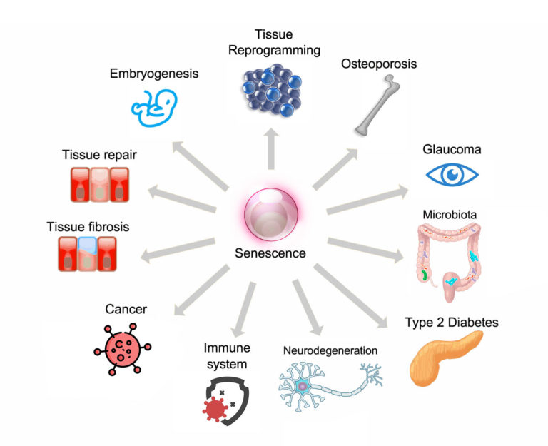 Senescent Cells Explained - NMN