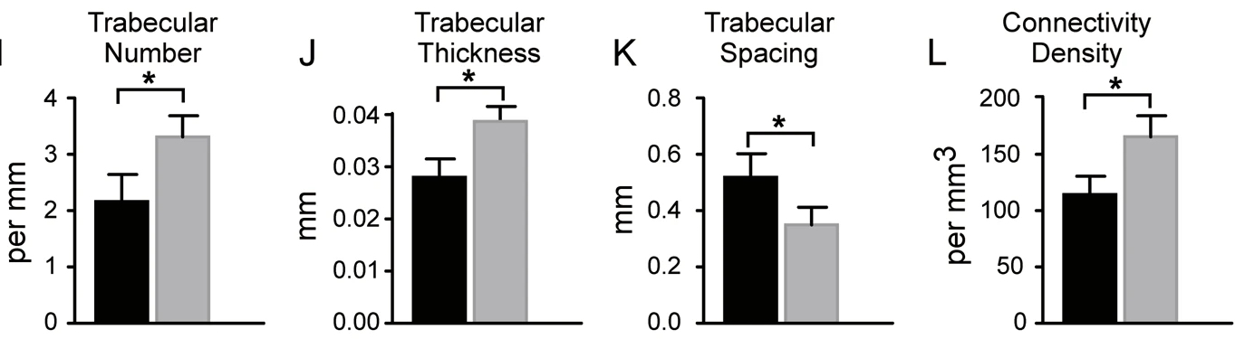 How NMN Influences Bone Marrow Stem Cell Transformation
