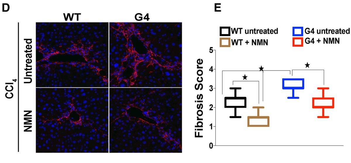NMN May Improve Conditions Associated with Reduced DNA Integrity