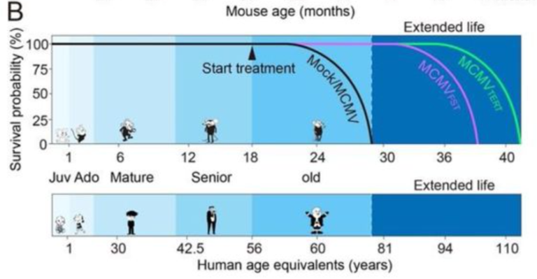 New Intranasal and Injectable Gene Therapy Extends Lifespan in Mice
