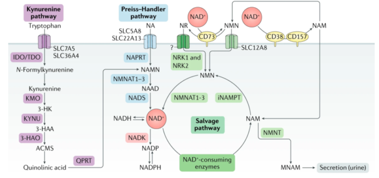 How Do NAD+ Precursors Get Incorporated Into Cells?