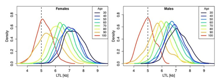 Telomere Length and Cellular Aging