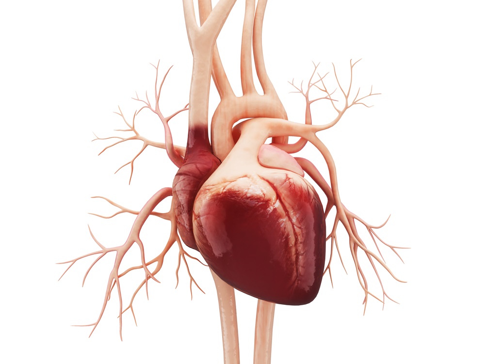 Longevity-Linked Protein Protects Heart Muscle From Lost Blood Flow ...