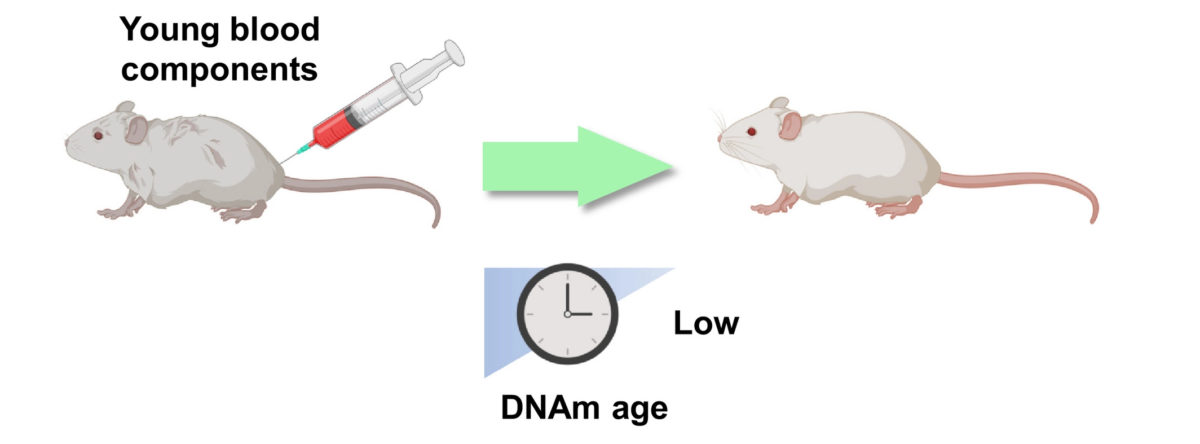 Rejuvenation: The Science of Reversing Biological Age