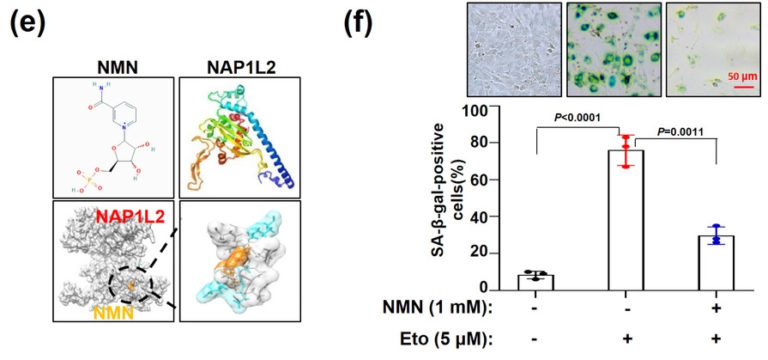 NMN Rejuvenates Bone Tissue Stem Cells
