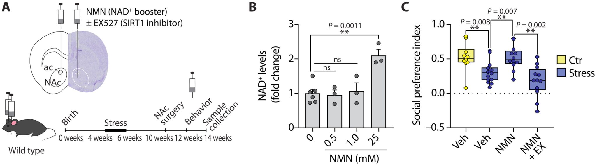 Swiss Researchers Show NMN Could Help Teenagers Cope with Stress