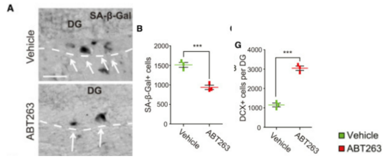 The Senolytic Navitoclax Improves New Neuron Production and Memory