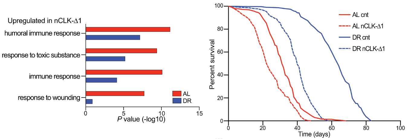 Regular Sleep-Wake Cycle Essential for Prolonged Lifespan via Dietary ...