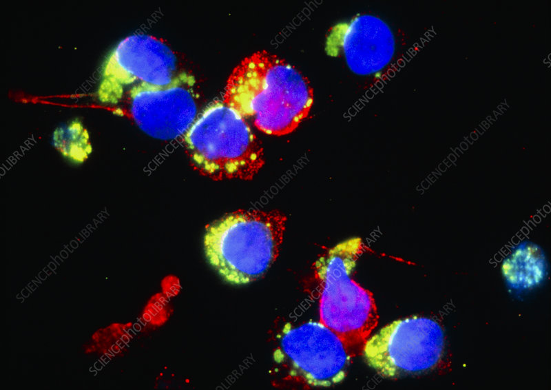 Study Shows NMN Enhances Immunotherapy and Prolongs Survival