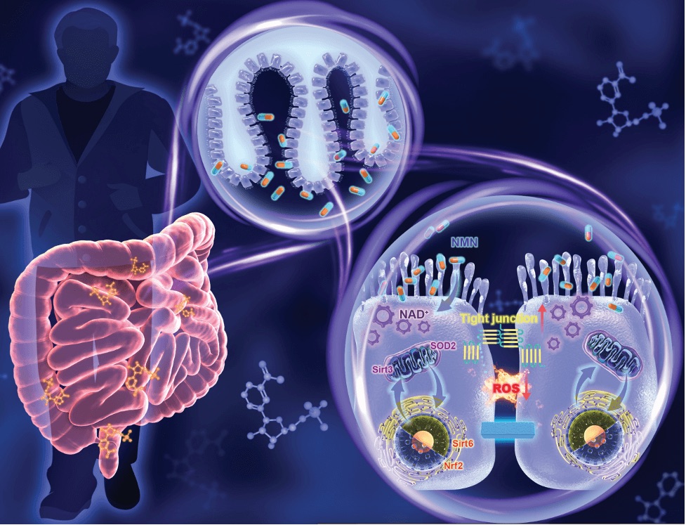 Scientists in China Reverse Intestinal Aging with NMN