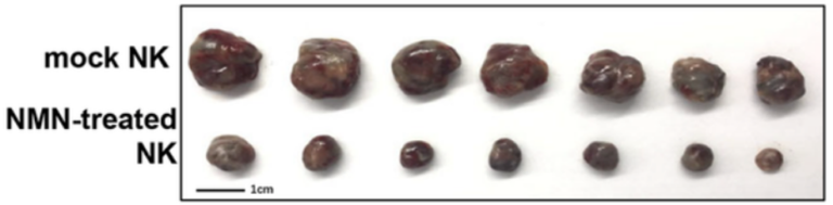 Study Shows NMN Enhances Immunotherapy and Prolongs Survival