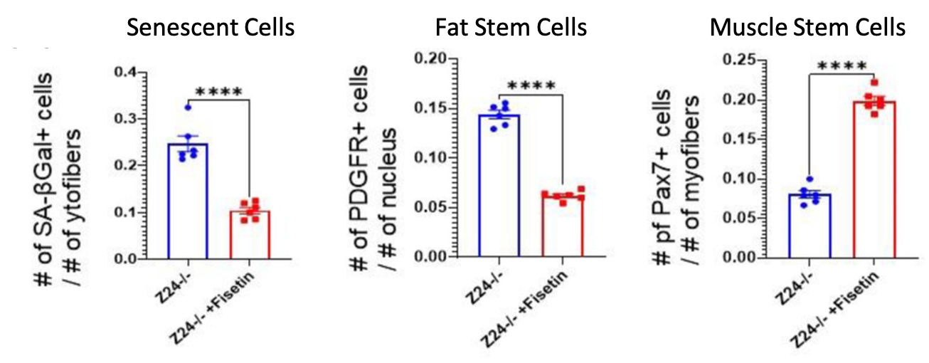 Scientists Increase Muscle Size and Strength by Restoring Stem Cells ...