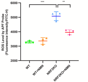 Study Finds NMN Protects Intestinal Wall from Cancer Radiation Therapy ...