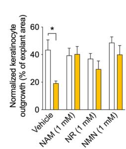 New Study Finds NAD+ Precursors Promote Wound Healing by Leveraging ...