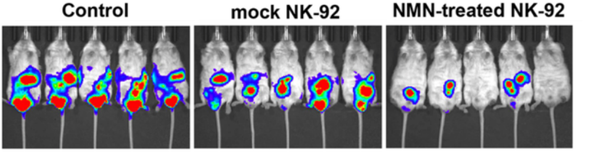 Study Shows NMN Enhances Immunotherapy and Prolongs Survival