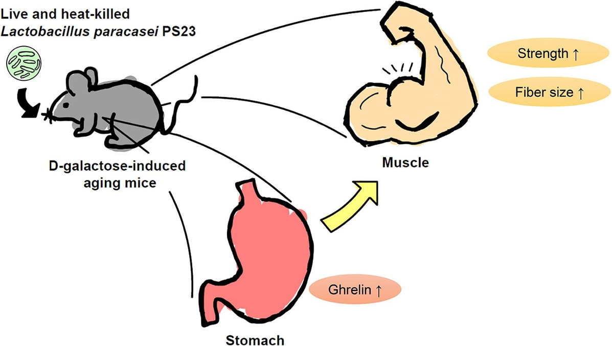 Probiotic Alleviates Muscle Aging in New Study