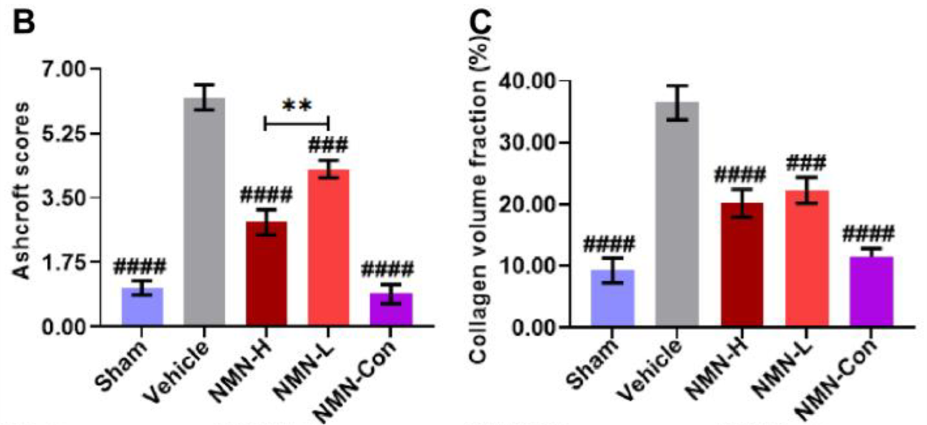 Scientists Find NMN Counters Lung Damage Caused by Dust Inhalation