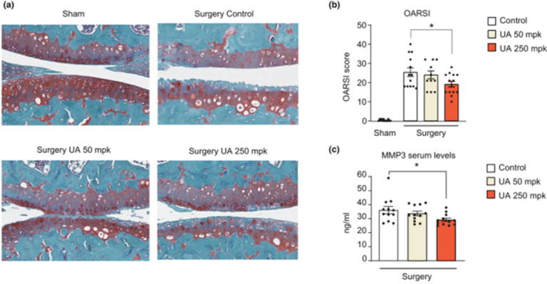 Anti-Aging Supplement May Rejuvenate Healthy And Osteoarthritic Human ...