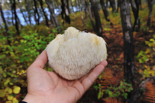 Study Shows Lion’s Mane Mushroom Enhances Memory and Reduces Brain ...
