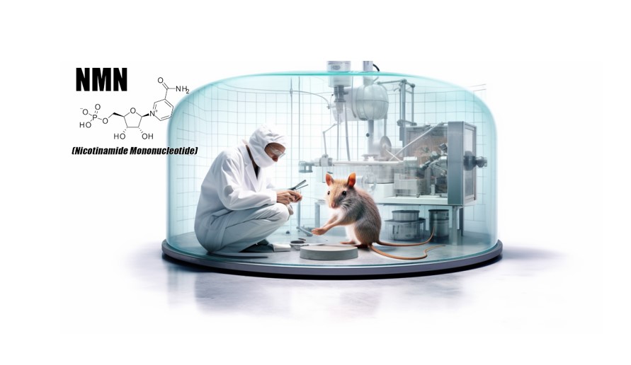 Surveying the Current State of NMN Research