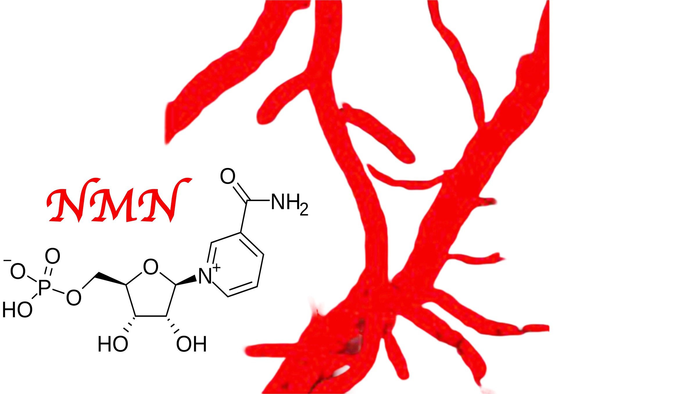 Guard Your Brain: New Study Shows NMN Protects Against Stroke and ...