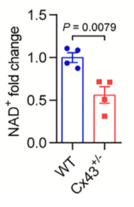 Guard Your Brain: New Study Shows NMN Protects Against Stroke and Prevents Brain Damage
