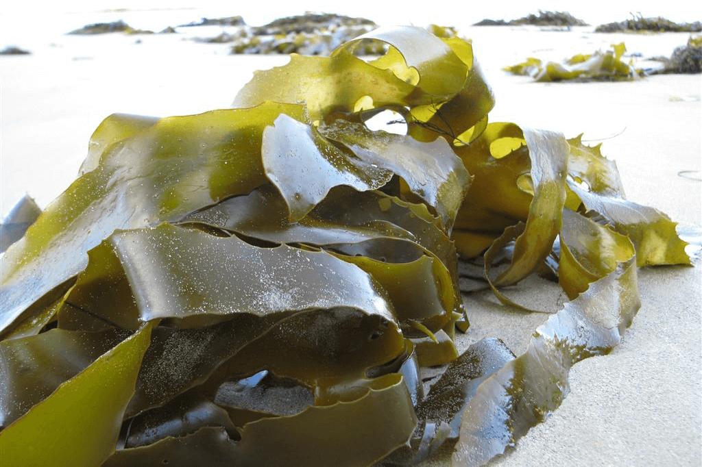 Scientists Use Seaweed Molecule to Boost Memory and Increase Brain Cells