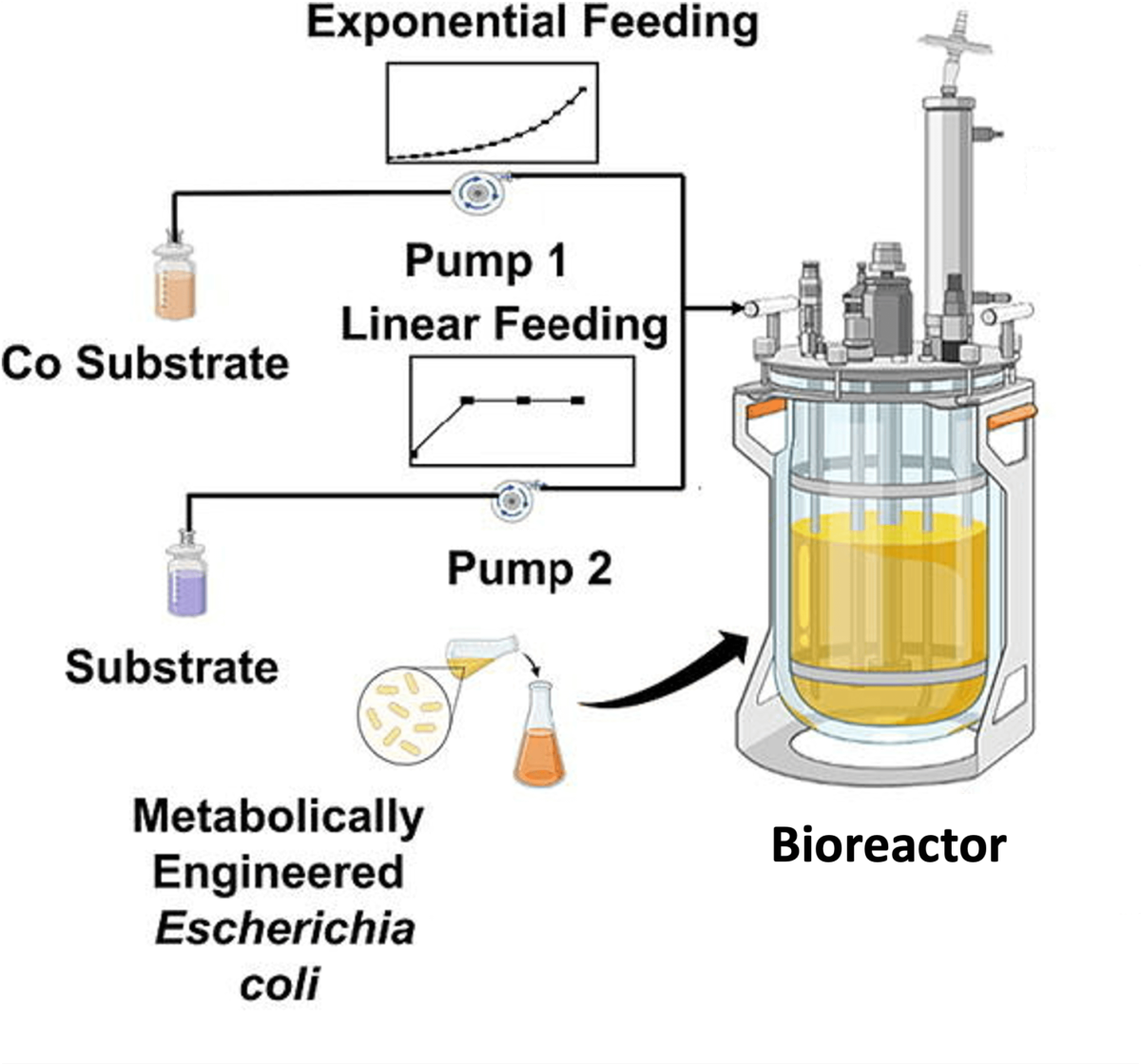 How Are NMN Supplements Made?