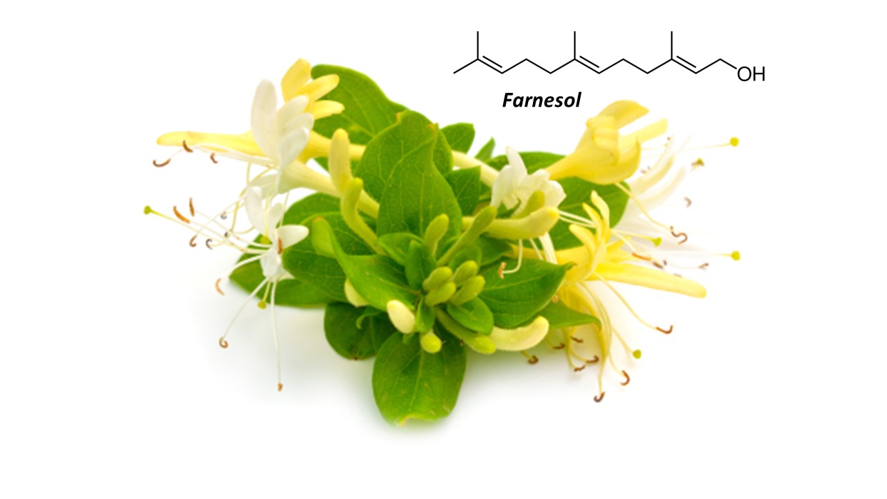 Plant-Based Substance Reduces Age-Related Muscle Weakness in Mice ...