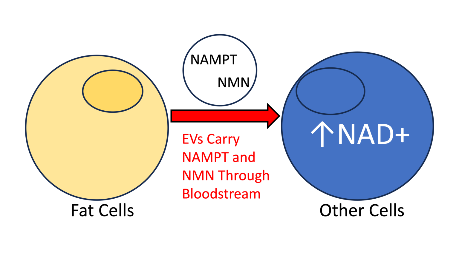 The Science Behind NMN
