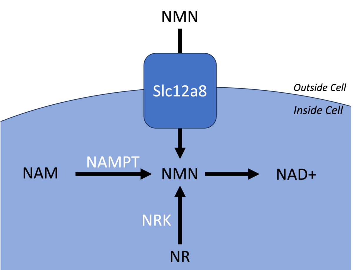 The Science Behind NMN