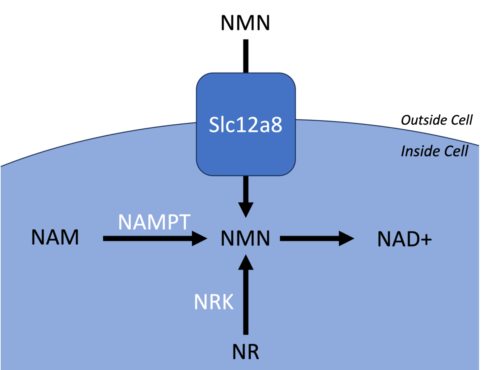 The Science Behind NMN