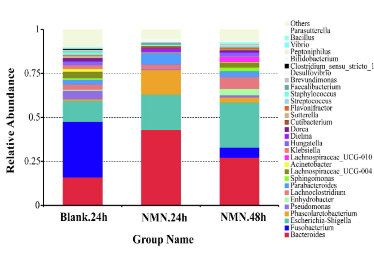 Transforming Gut Health: New Study Shows NMN Fosters Beneficial Bacteria Growth
